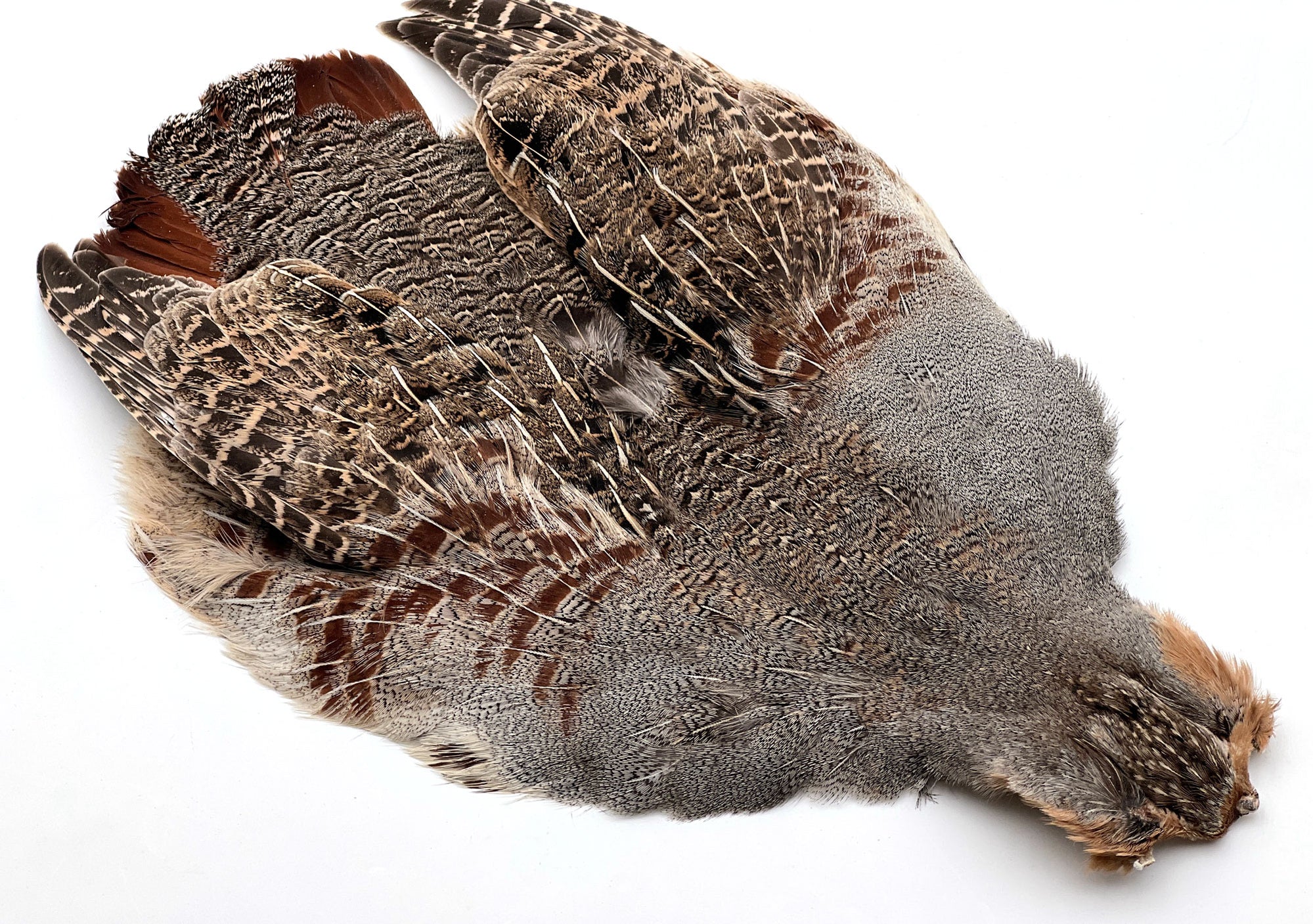 Perdix Premium Grade AA Hungarian Partridge Skin Natural — Moonlit Fly ...