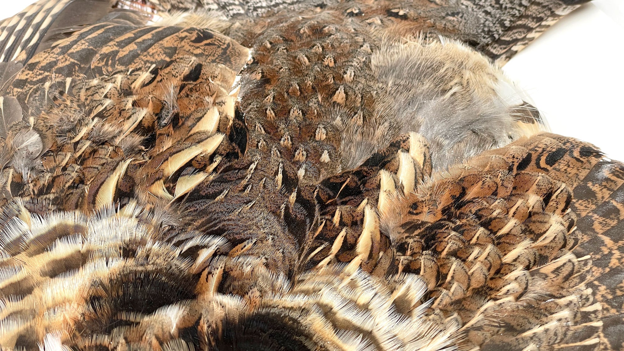 Ruffed Grouse Skin - Fly Tying Feathers — Moonlit Fly Fishing