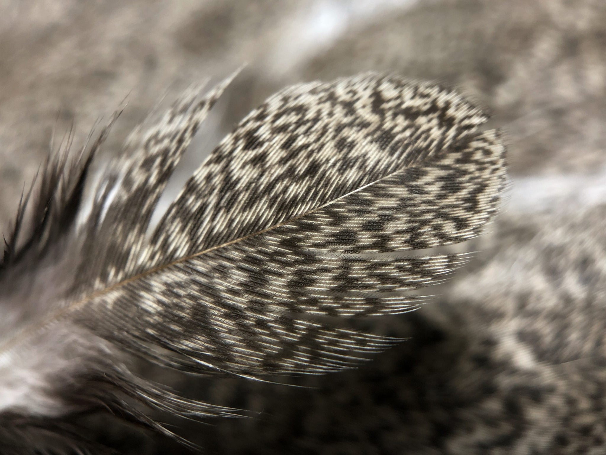 Fly Tying Feathers | Whiting Farms — Moonlit Fly Fishing