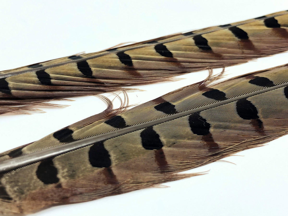 Ringneck Pheasant Tail Feathers — Moonlit Fly Fishing