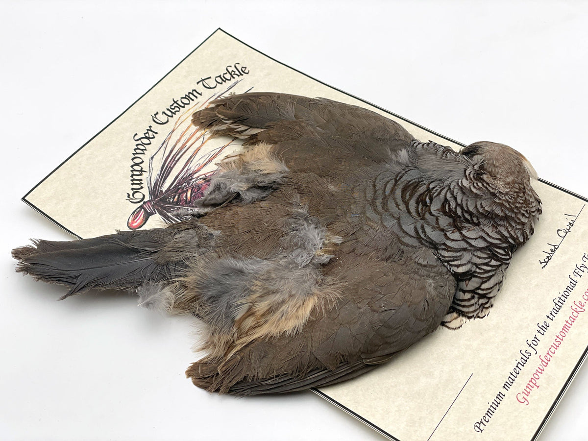 Scaled Quail — Moonlit Fly Fishing